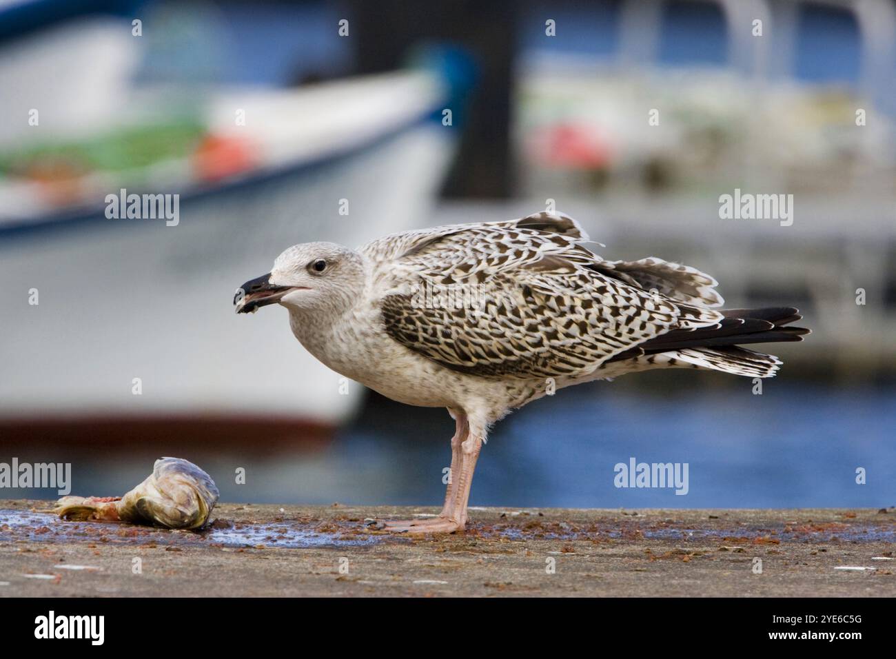 greater black-backed gull (Larus marinus), immature greater black ...