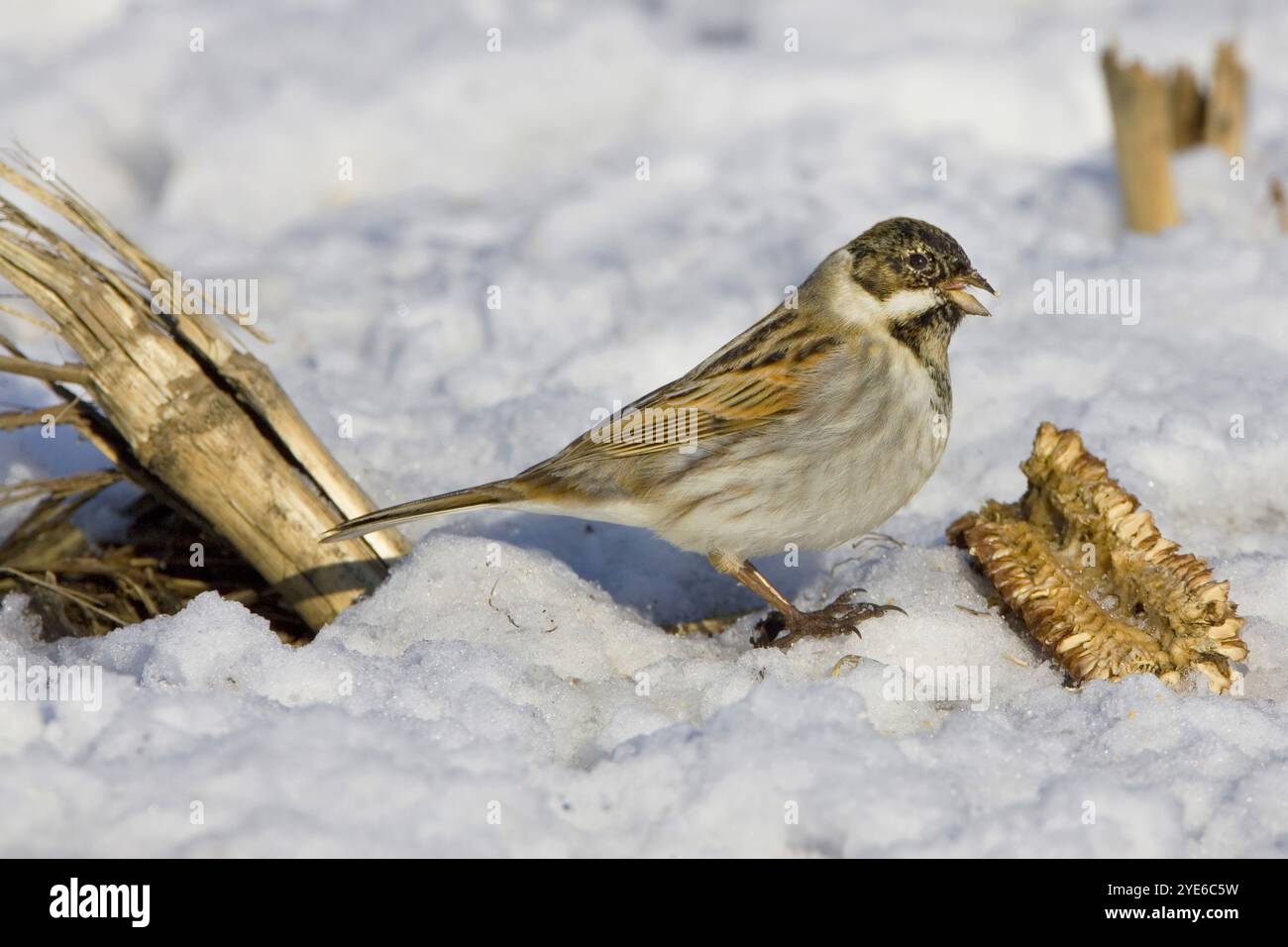 reed bunting, common reed bunting (Emberiza schoeniclus), feeding male ...