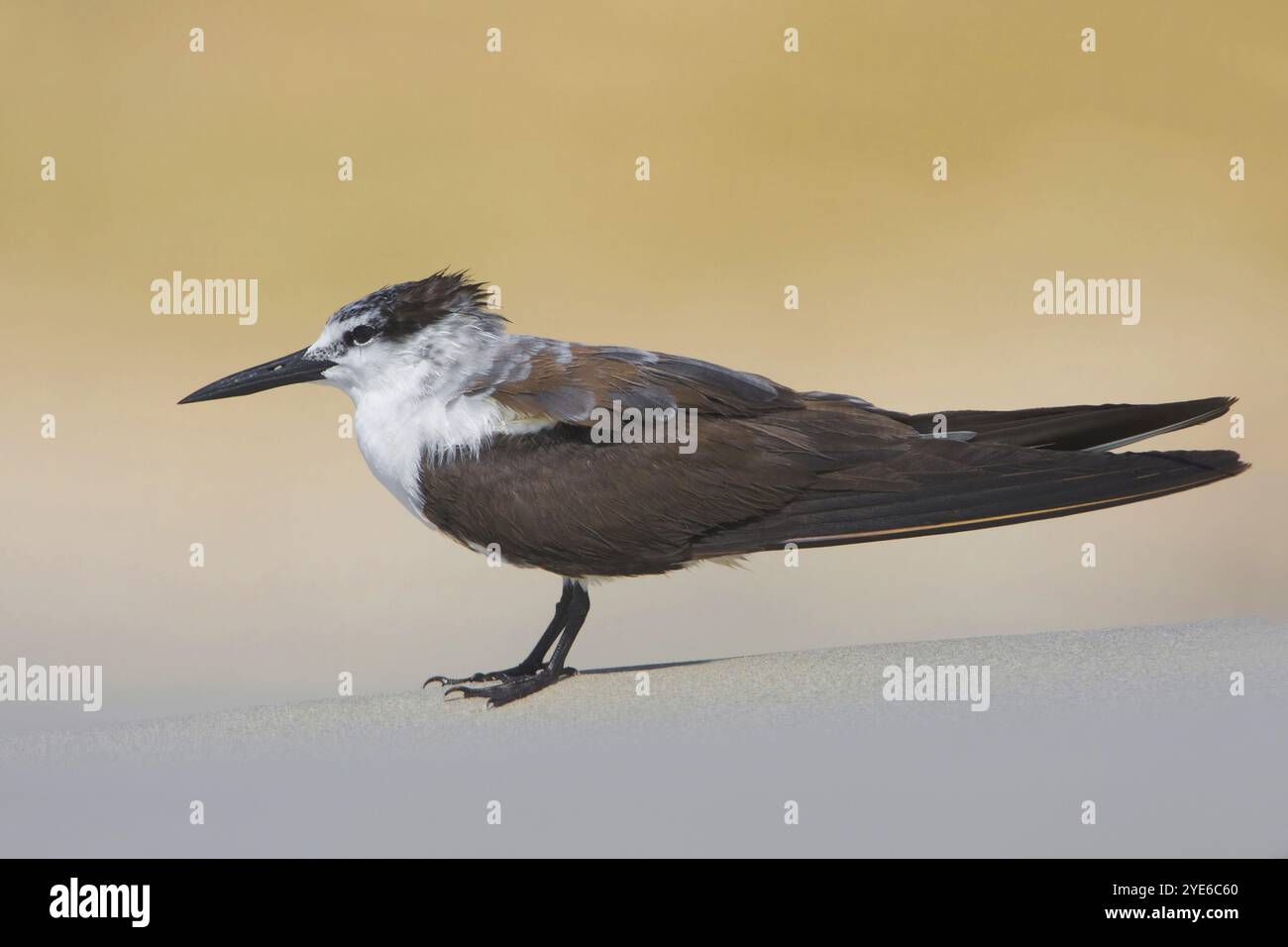 bridled tern (Sterna anaethetus, Onychoprion anaethetus), full-length ...