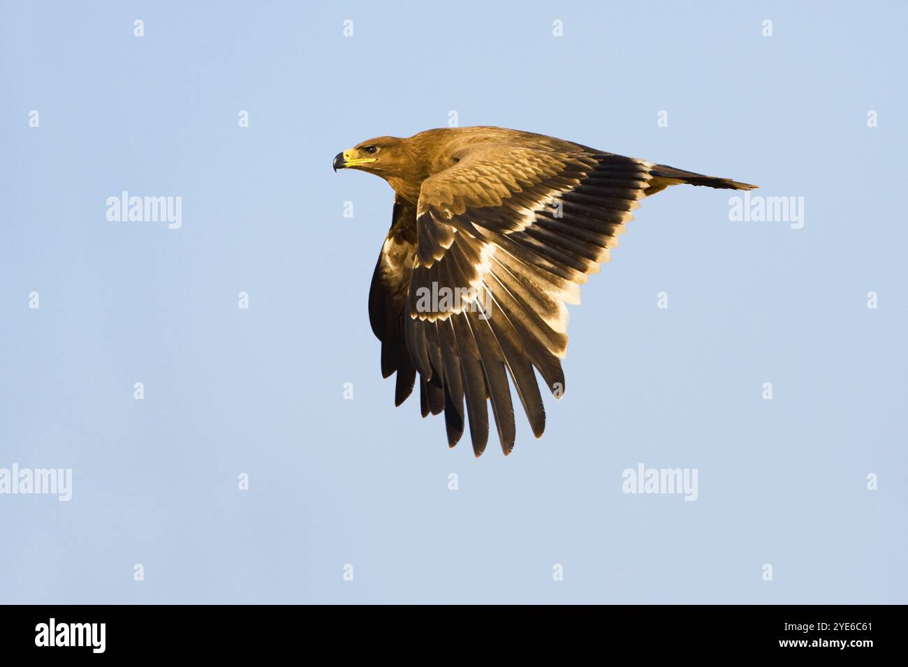 steppe eagle (Aquila nipalensis, Aquila rapax nipalensis), in flight in ...