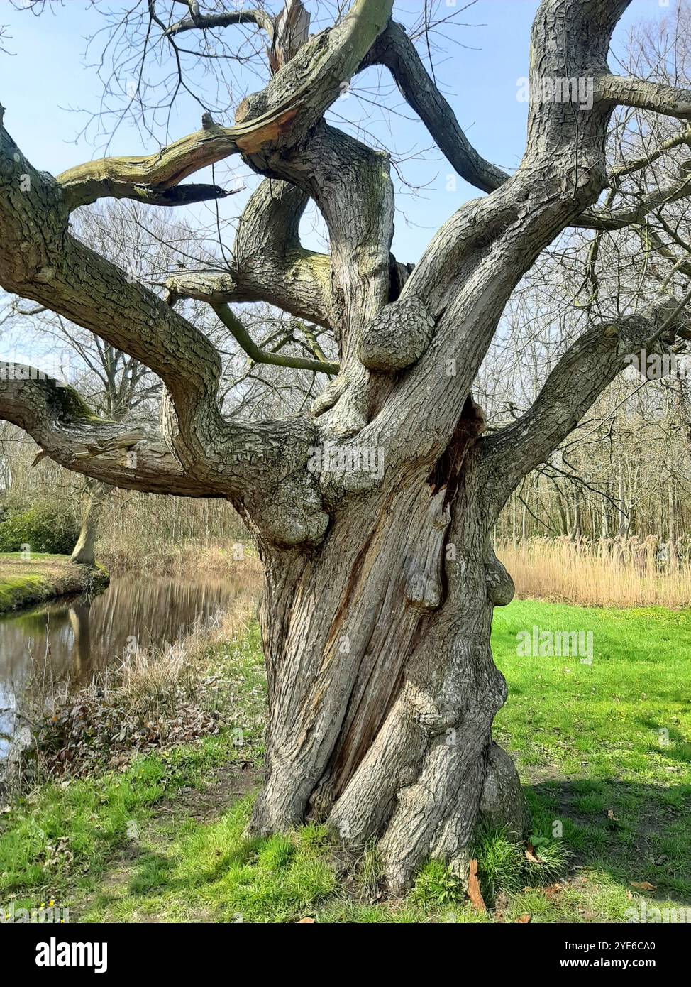 oak (Quercus spec.), Gnarled, twisted oak, without leaves, Niederlande ...