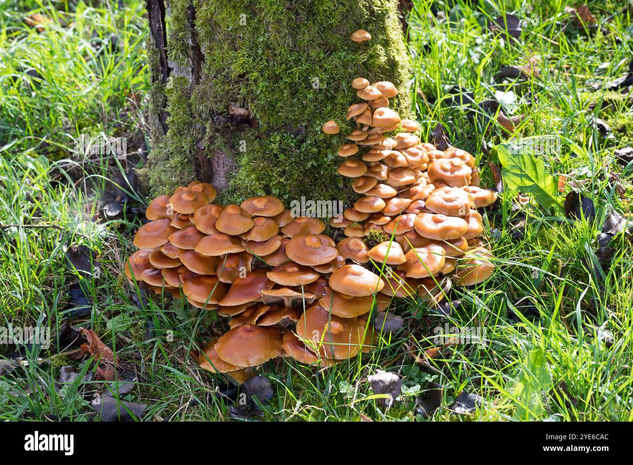 Sheathed woodtuft, Scalycap (Kuehneromyces mutabilis, Galerina ...