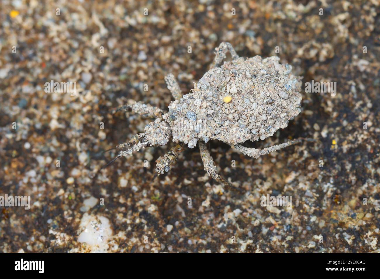 Masked hunter bug, Fly bug (Reduvius personatus), larva, nymph ...
