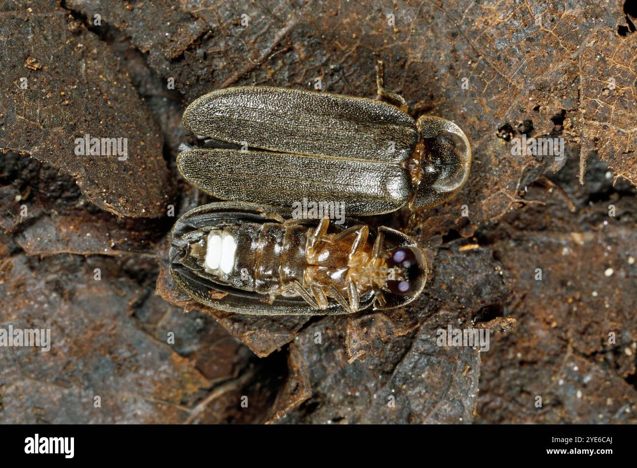 small lightning beetle (Lamprohiza splendidula, Phausis splendidula ...