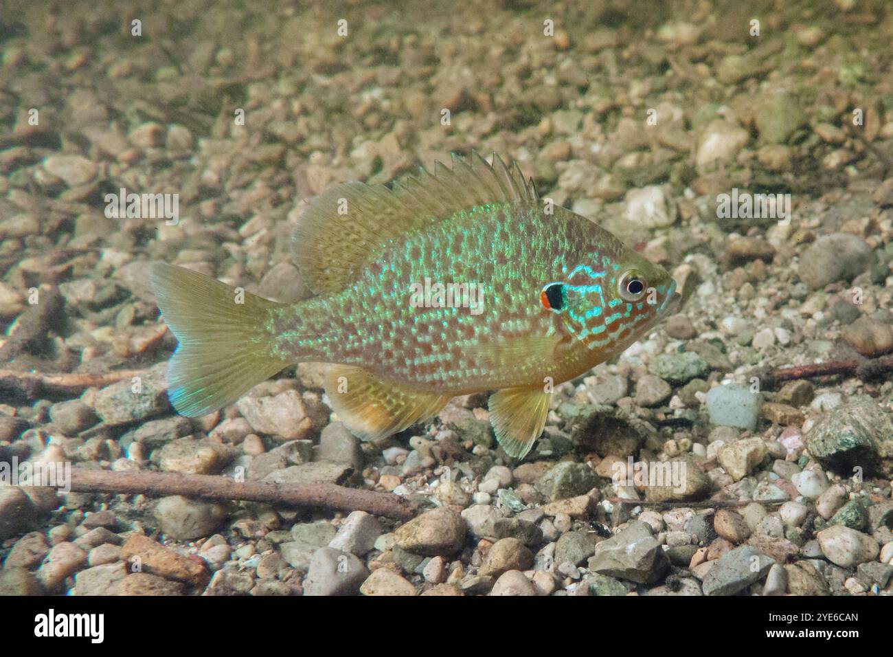 Pumpkin-seed sunfish, Pumpkinseed (Lepomis gibbosus), male in spawning ...