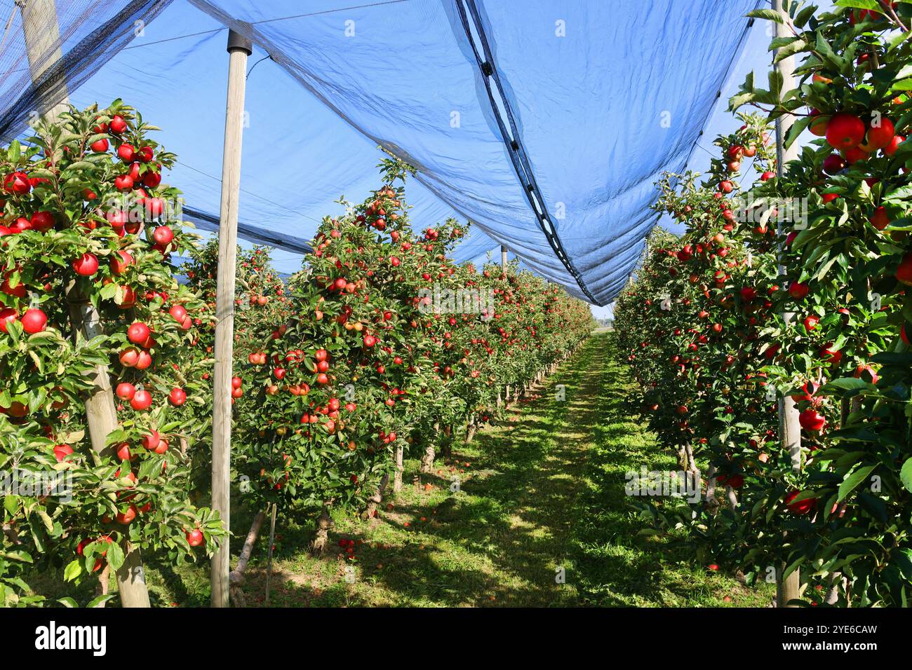 apple tree (Malus domestica), Apple crops under hail protection nets ...