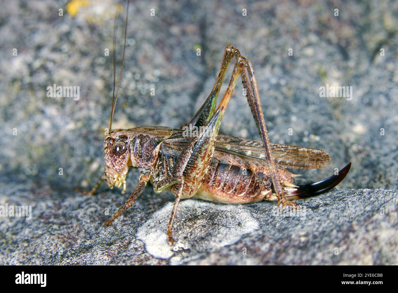 Western bushcricket, Grey Bush Cricket, Grey Bush-Cricket (Platycleis ...