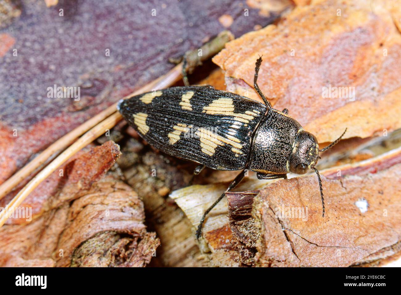 Metallic wood-boring beetle (Buprestis novemmaculata), sitting on bark ...