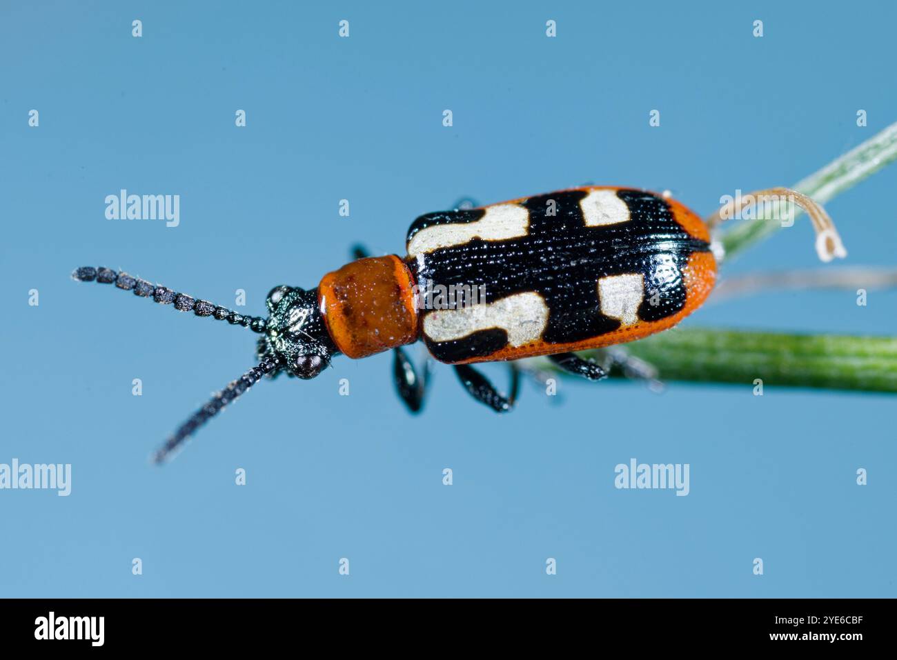 asparagus beetle, common asparagus beetle (Crioceris asparagi), sitting ...