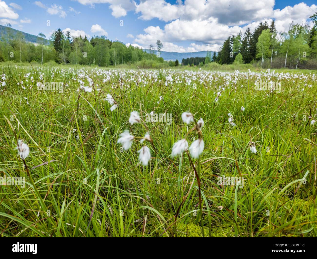 Hochmoor bei ludwigsthal mit wollgras bayerischer wald hi-res stock ...