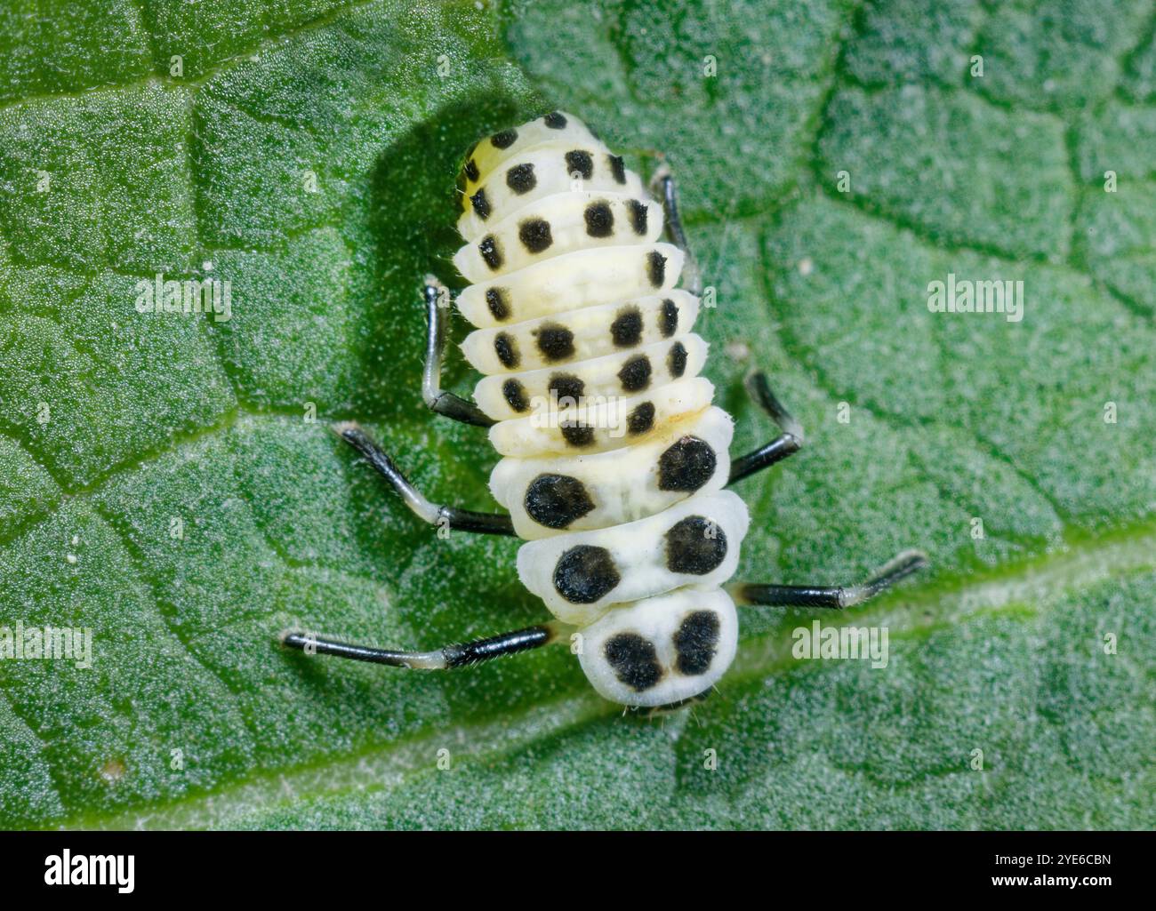 Ten spotted lady beetles hi-res stock photography and images - Alamy