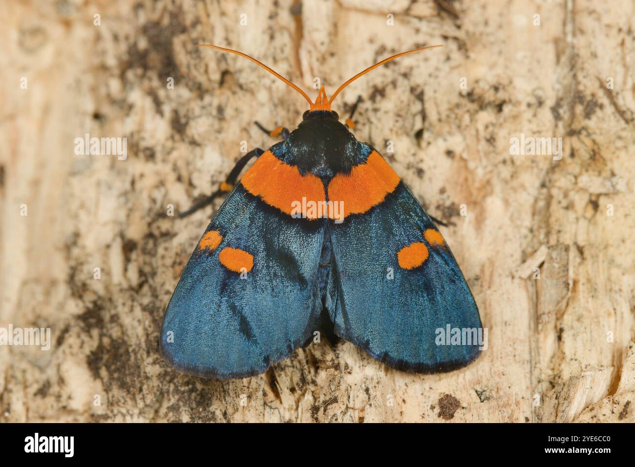 African peach hi-res stock photography and images - Alamy