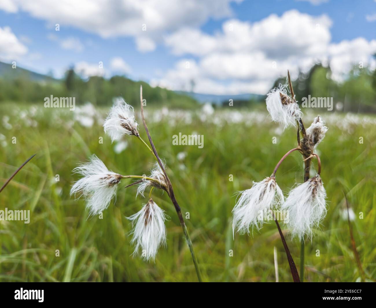 common cotton-grass, narrow-leaved cotton-grass (Eriophorum ...