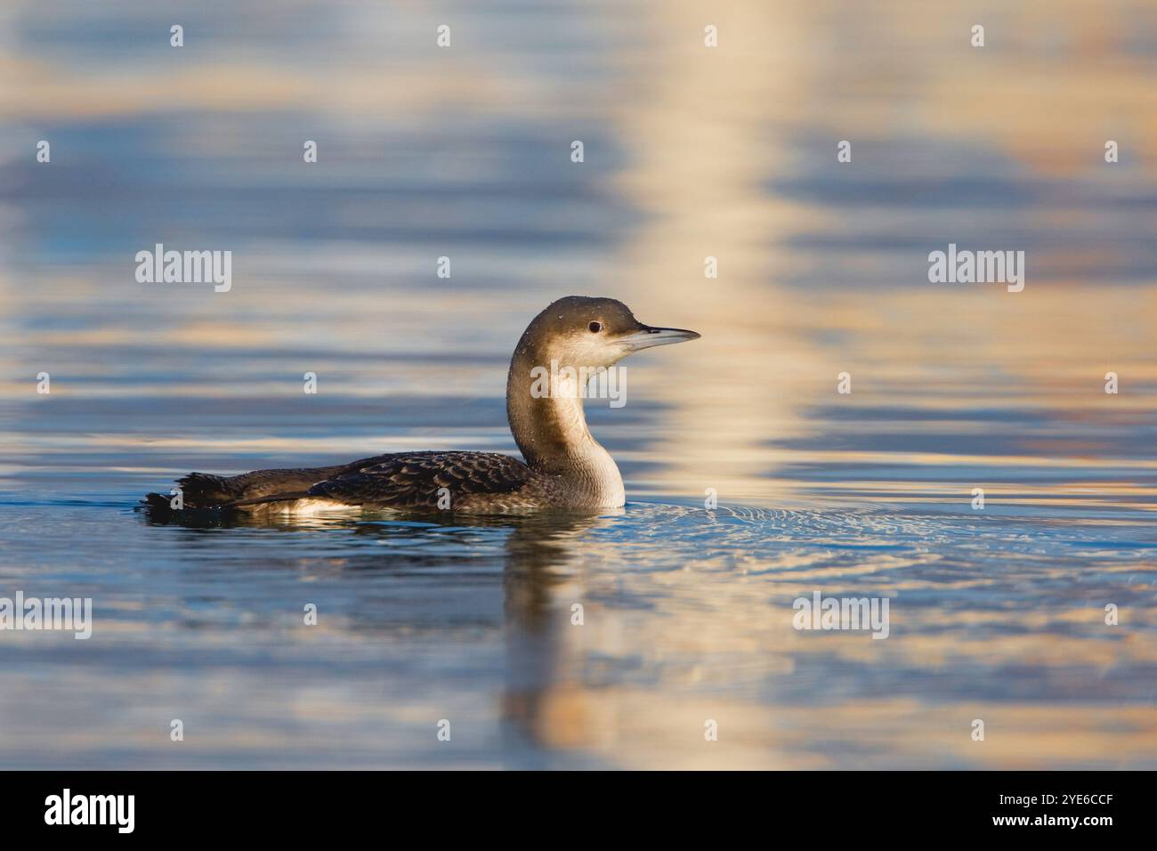 black-throated diver, black-throated loon, Arctic loon (Gavia arctica ...