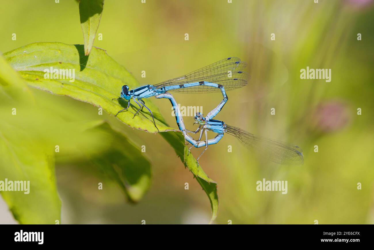 Common blue damselfly, Common bluet damselfly (Enallagma cyathigera ...