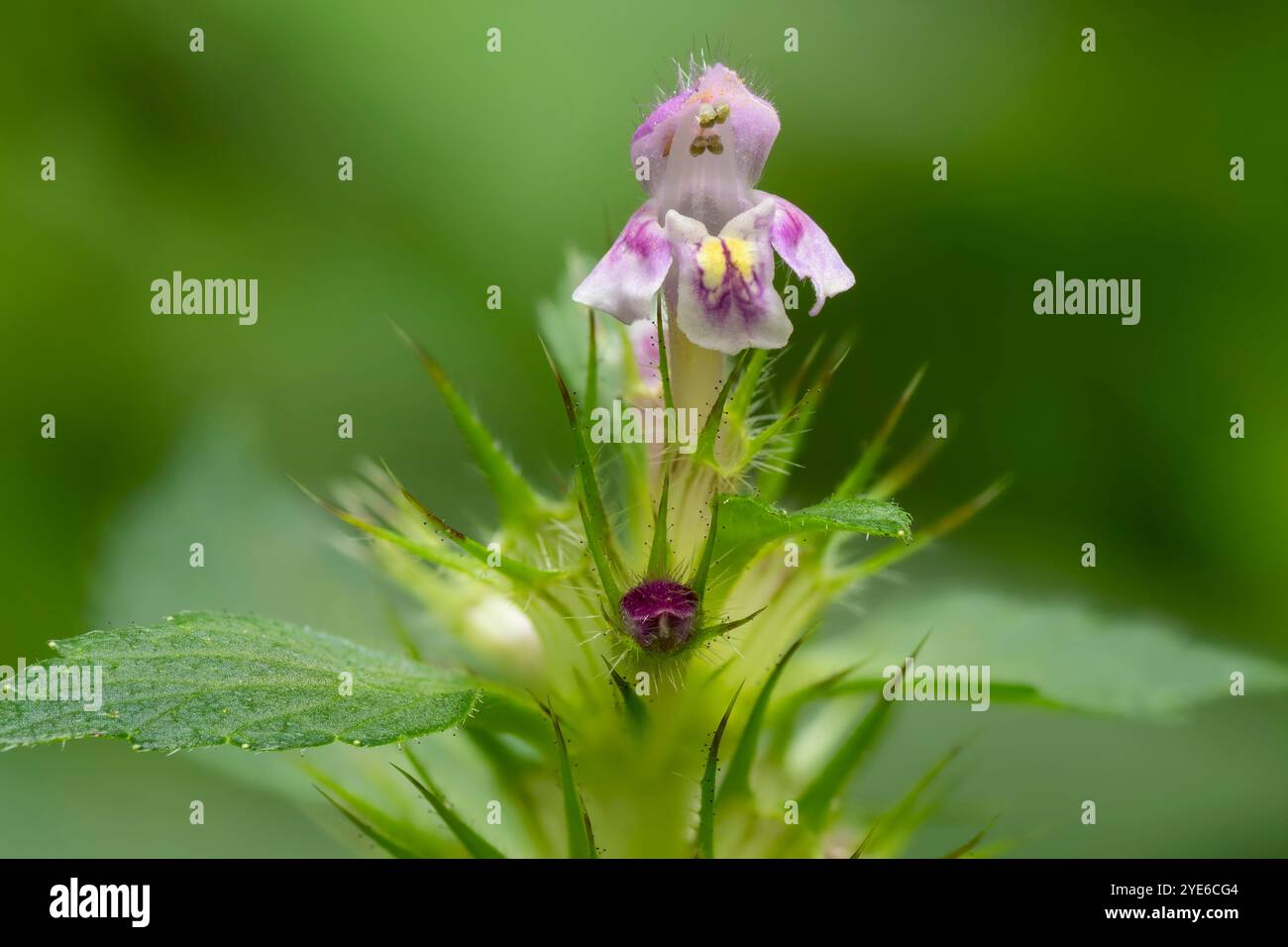 common hemp nettle, brittle-stem hempnettle (Galeopsis tetrahit ...
