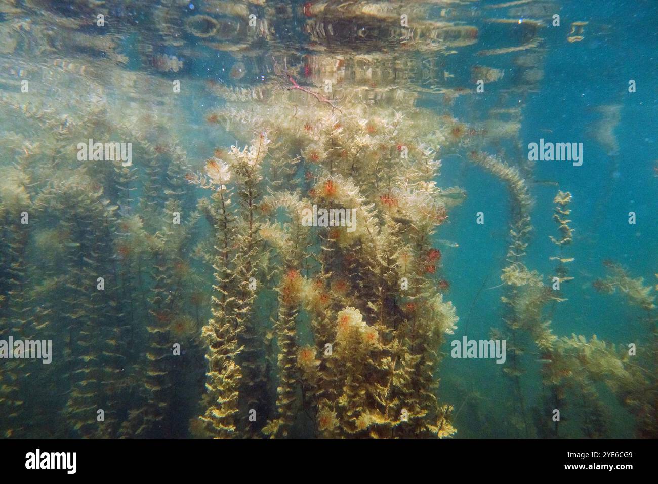 Eurasian water-milfoil, spiked water-milfoil (Myriophyllum spicatum ...