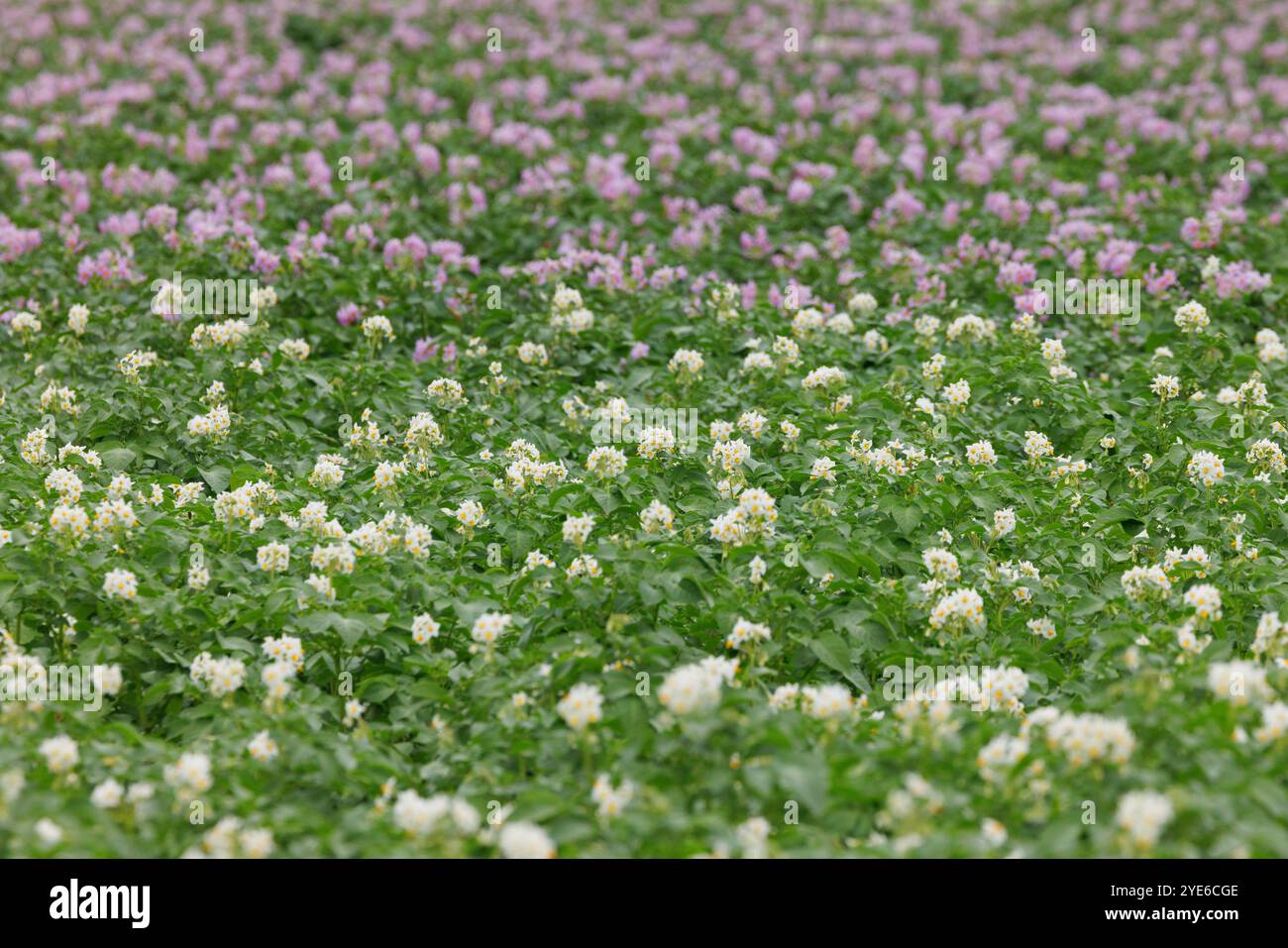potato (Solanum tuberosum), blooming field, with white and purple ...