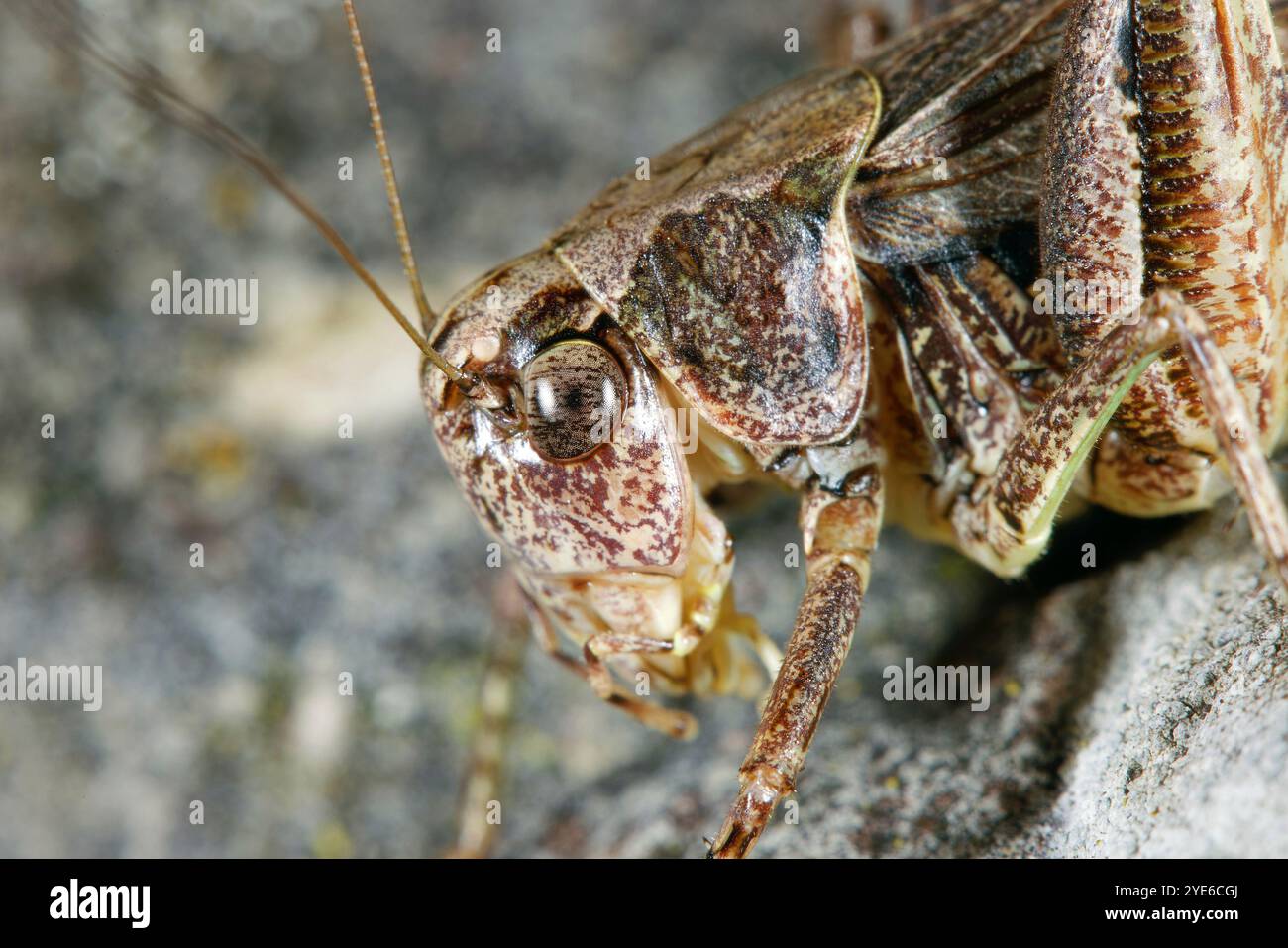 Western bushcricket, Grey Bush Cricket, Grey Bush-Cricket (Platycleis ...