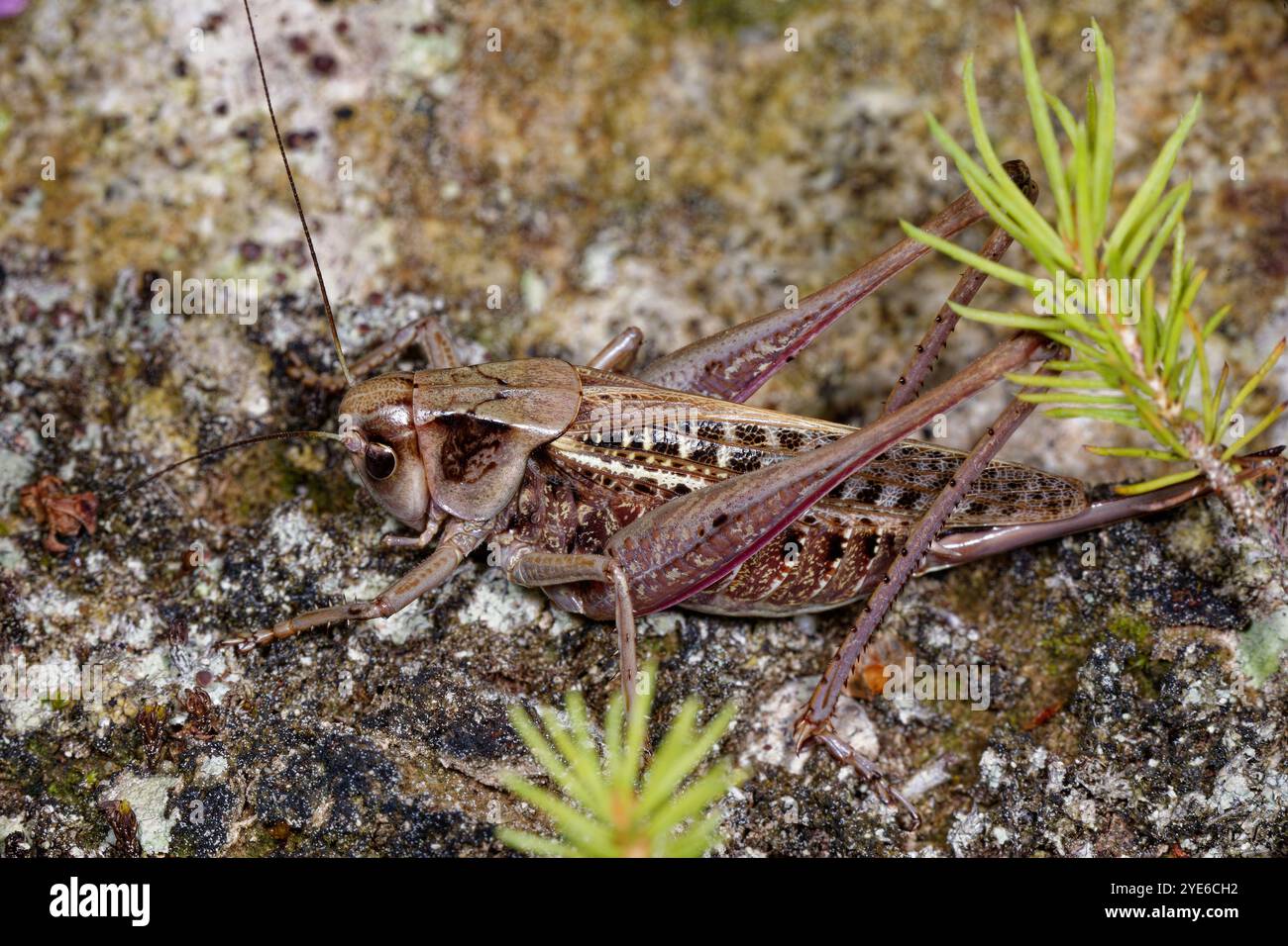 wart-biter, wart-biter bushcricket (Decticus verrucivorus), sitting on ...