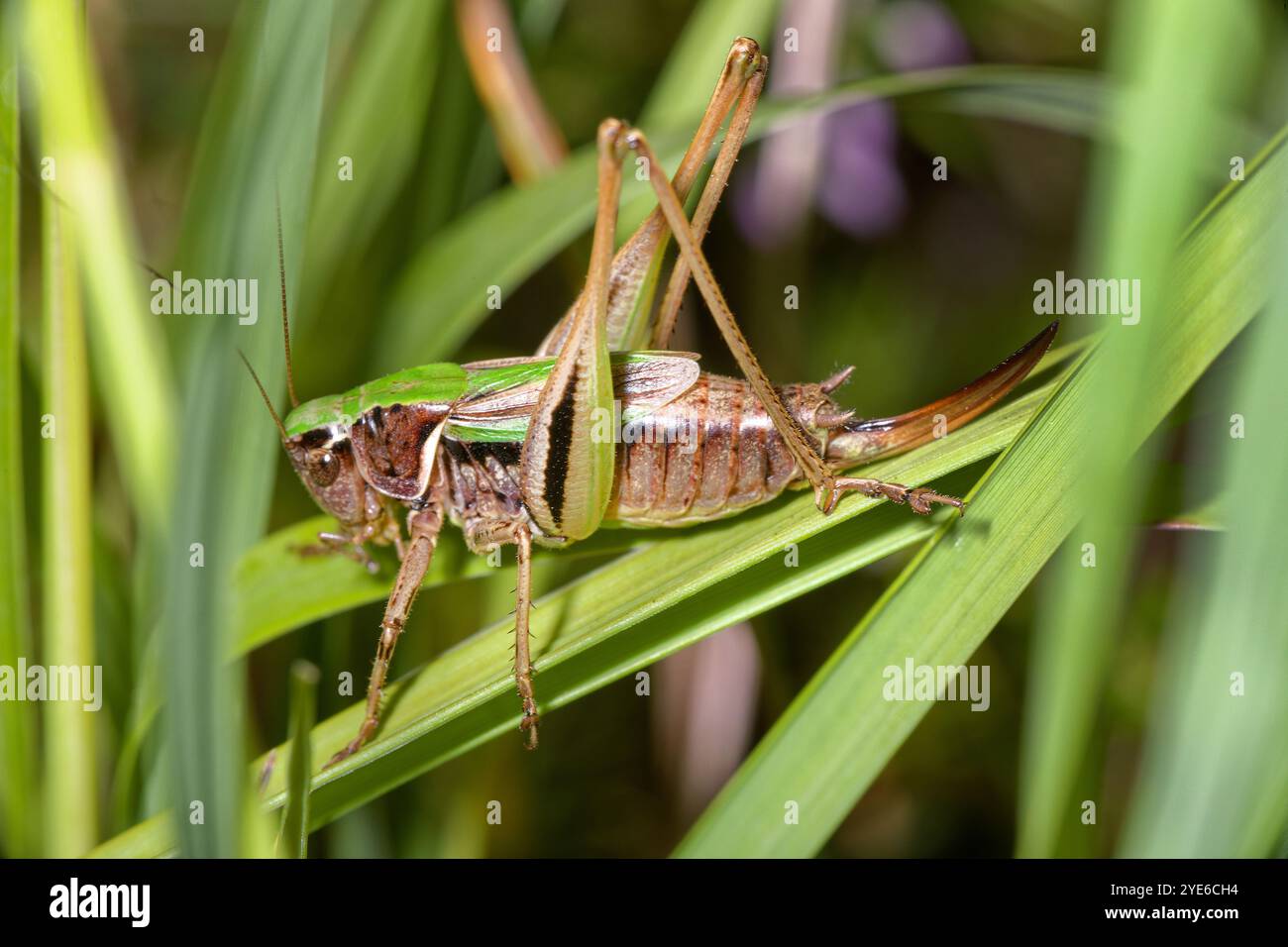 Bog bush cricket, Bog bushcricket (Metrioptera brachyptera), sitting on ...
