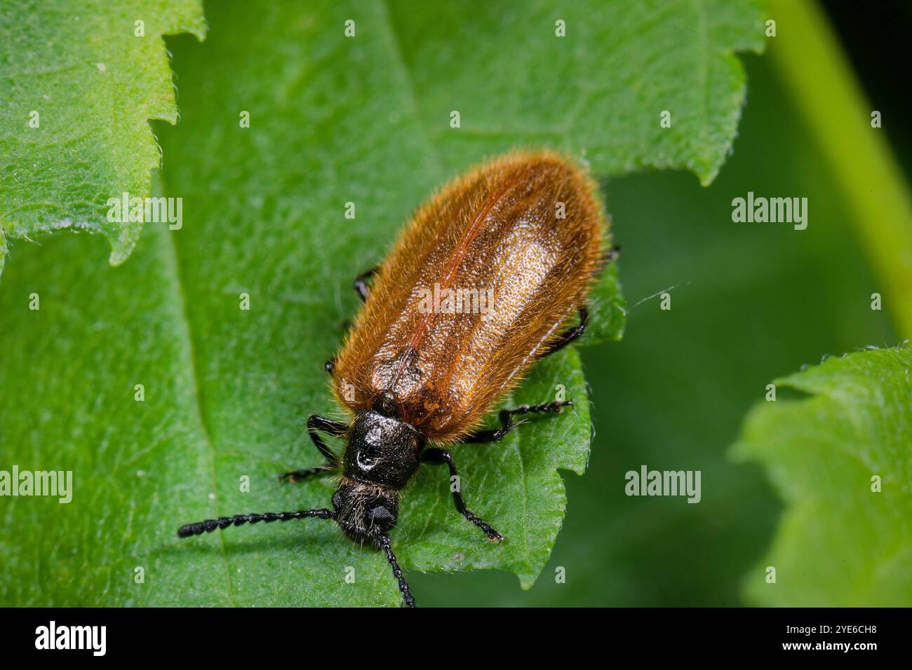 Darkling Beetle (Lagria hirta, Lagria pubescens), sitting on a leaf ...