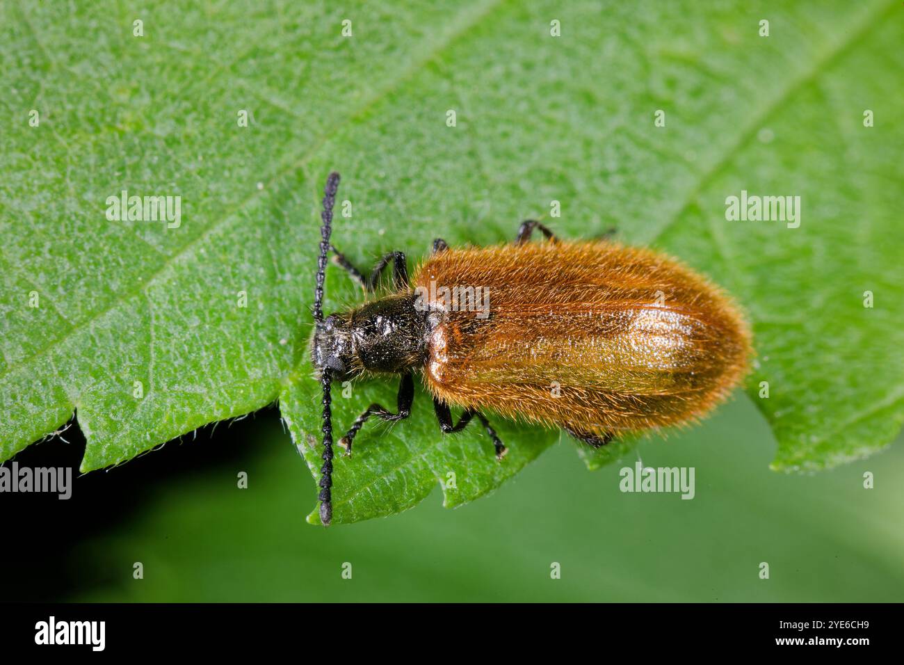 Darkling Beetle (Lagria hirta, Lagria pubescens), sitting on a leaf ...