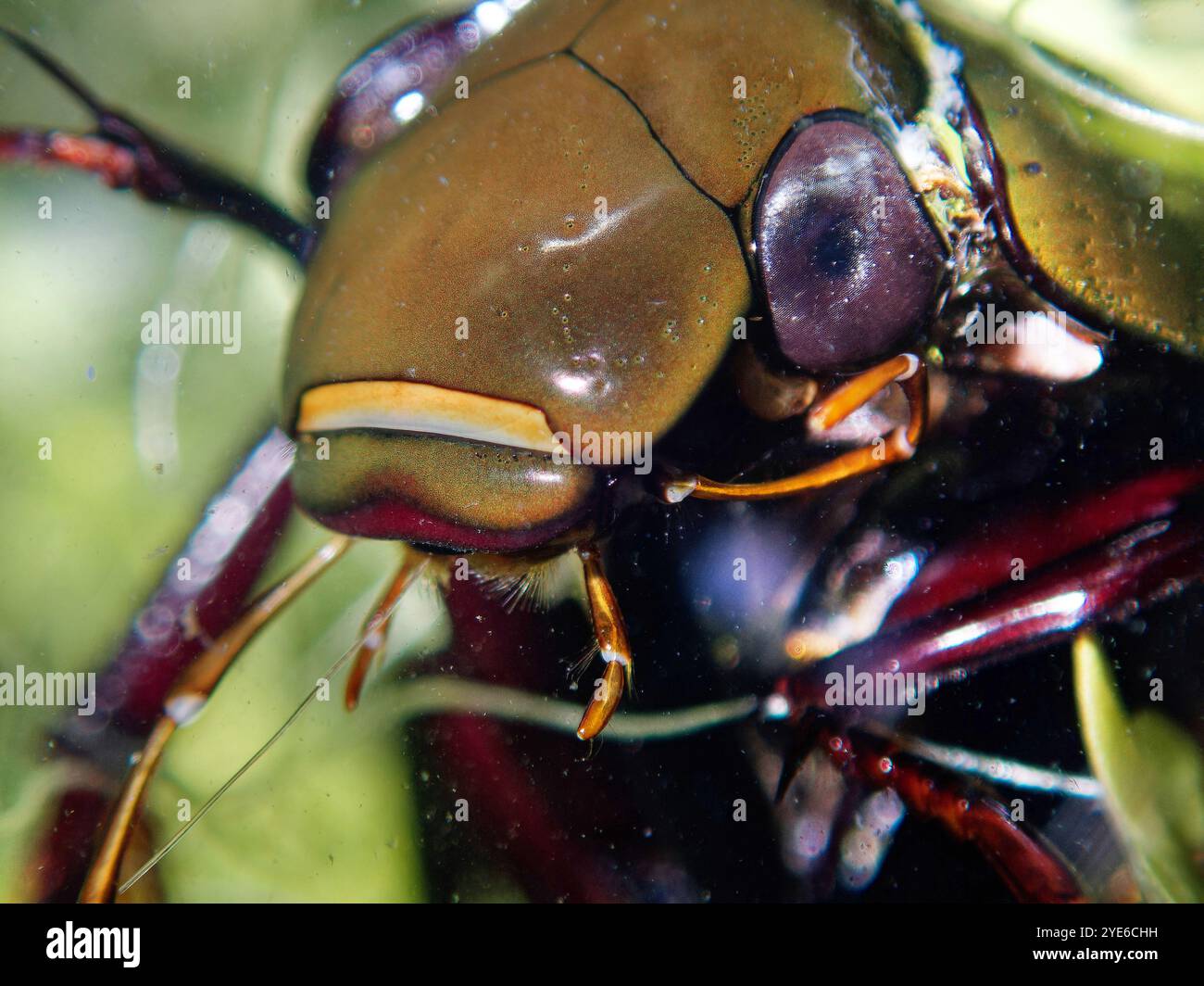 Greater silver beetle, Great black water beetle, Great silver water ...