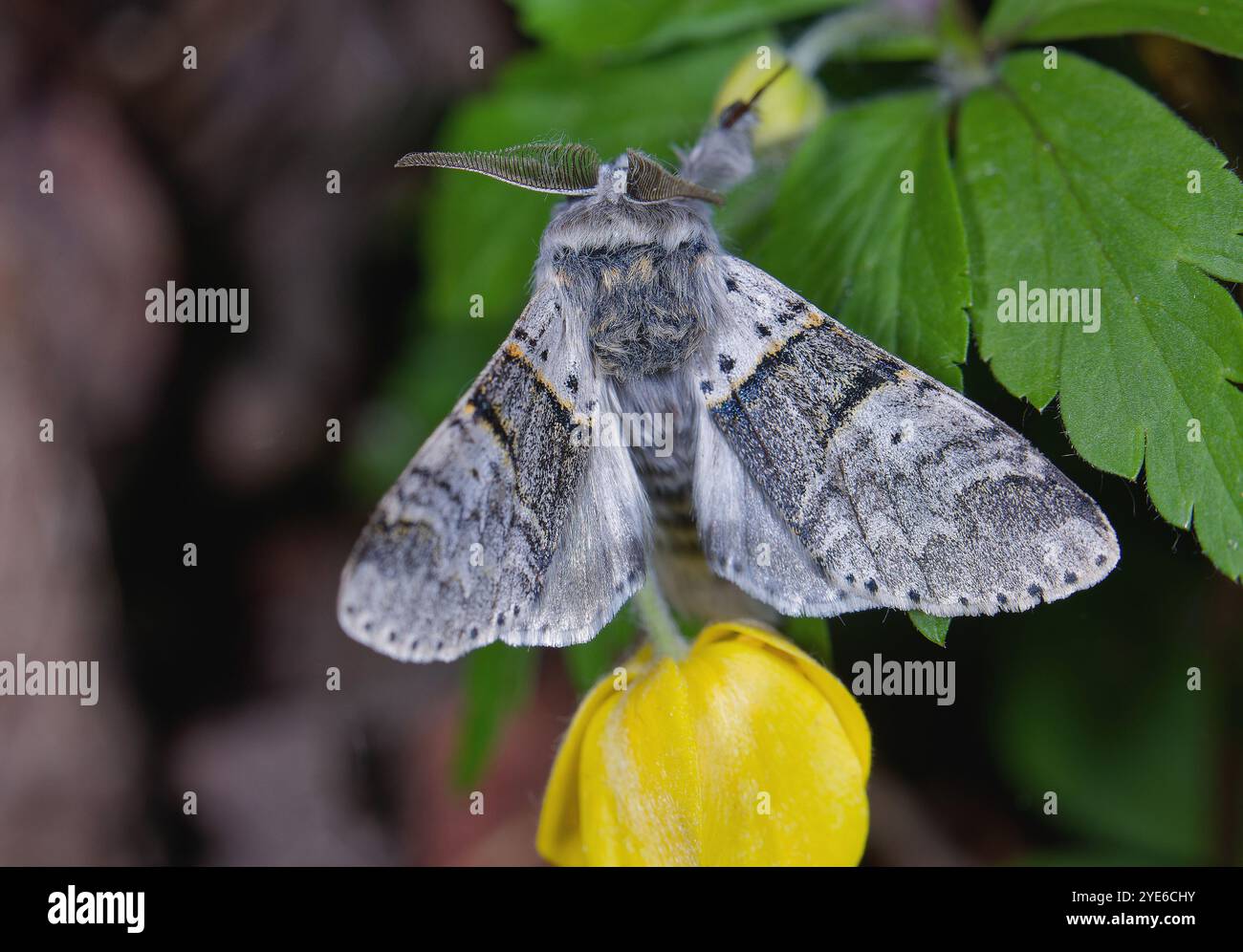 Sallow kitten (Furcula furcula, Harpyia furcula), sitting on a leaf ...