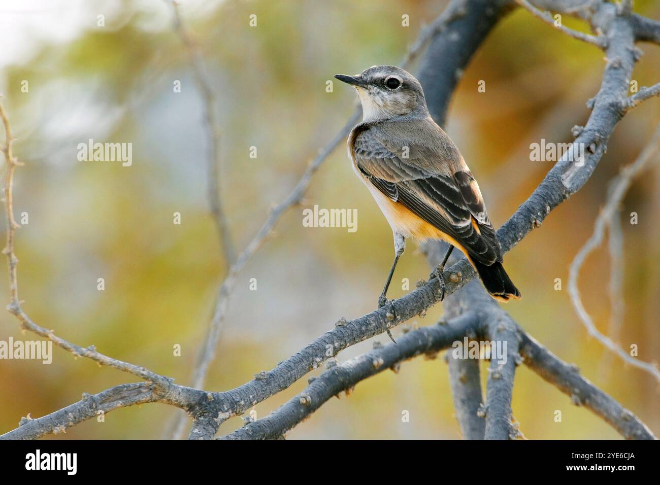 red-tailed wheatear, Afghan wheatear, rusty-tailed wheatear, Persian ...