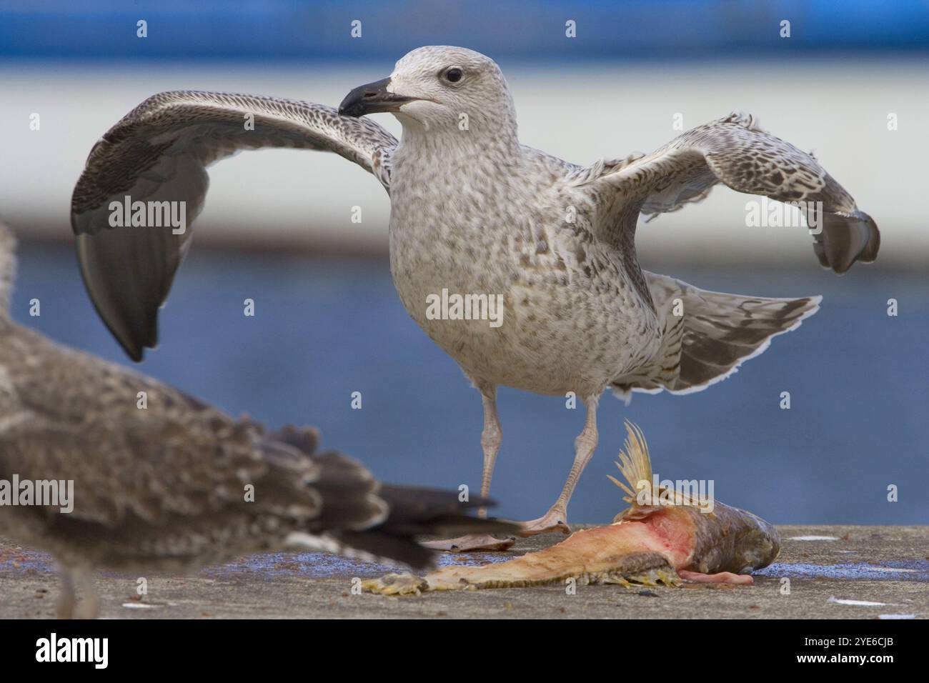greater black-backed gull (Larus marinus), immature greater black ...