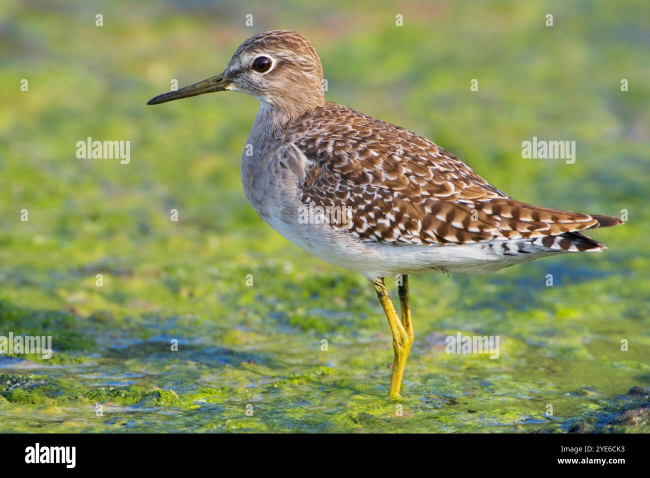 wood sandpiper (Tringa glareola), standing in shallow water overgrown ...