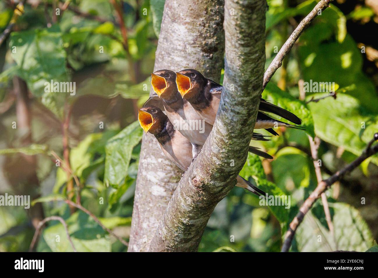barn swallow (Hirundo rustica), three fledgling birds perching in a ...