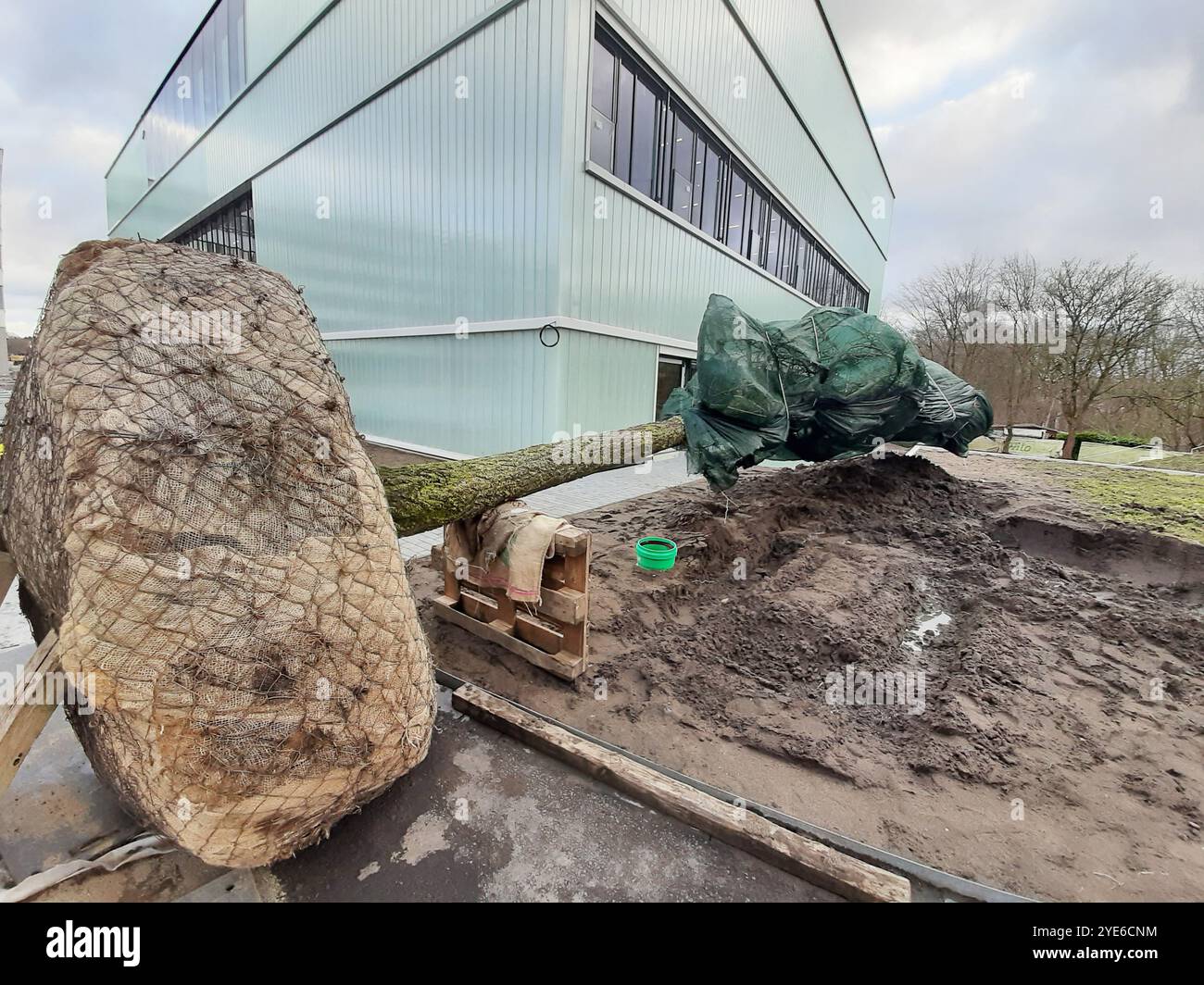large deciduous tree with wire root bale shortly before planting ...