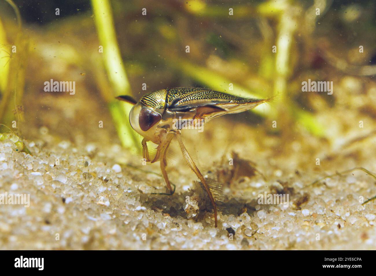 Lesser water boatmen (Corixa punctata), sitting on gravel ground, side ...