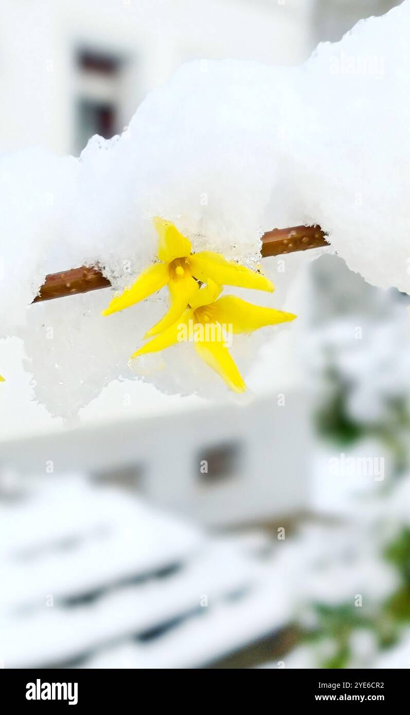 Forsythia bushes in snow hi-res stock photography and images - Alamy