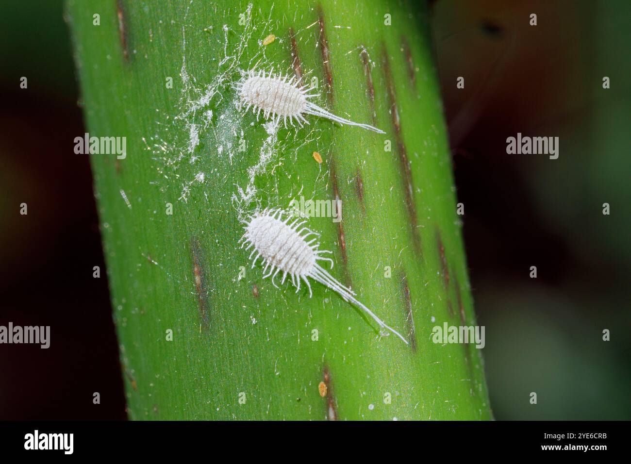 Mealybug (Pseudococcidae), mealybugs suck on poinsettia, Euphorbia ...