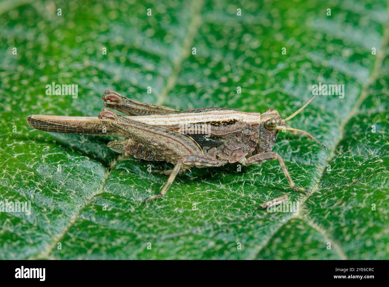 Slender groundhopper (Tetrix subulata, Tetrix subulatum, Acrydium ...
