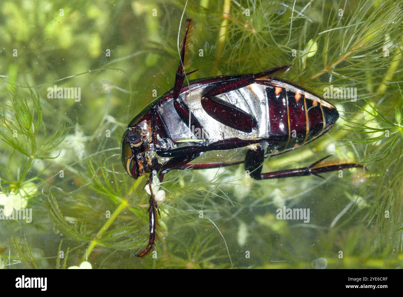 Greater silver beetle, Great black water beetle, Great silver water ...