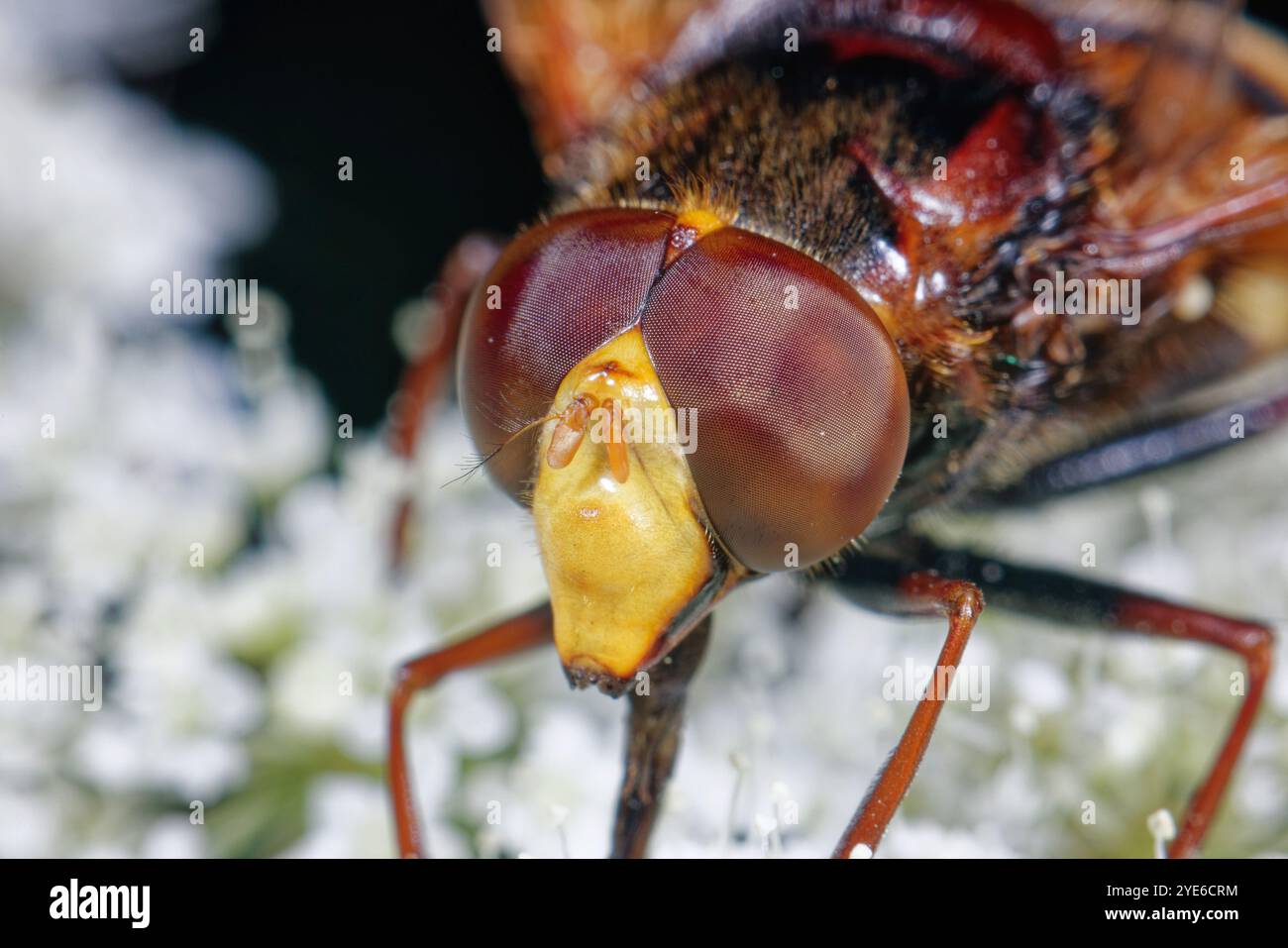 Volucellaart hi-res stock photography and images - Alamy