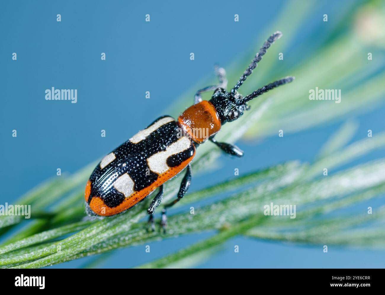 Blattkafer chrysomelidae unterfamilie hi-res stock photography and ...