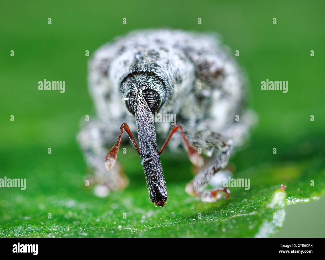 weevil (Cionus longicollis), sitting on a leaf, front view, Germany ...