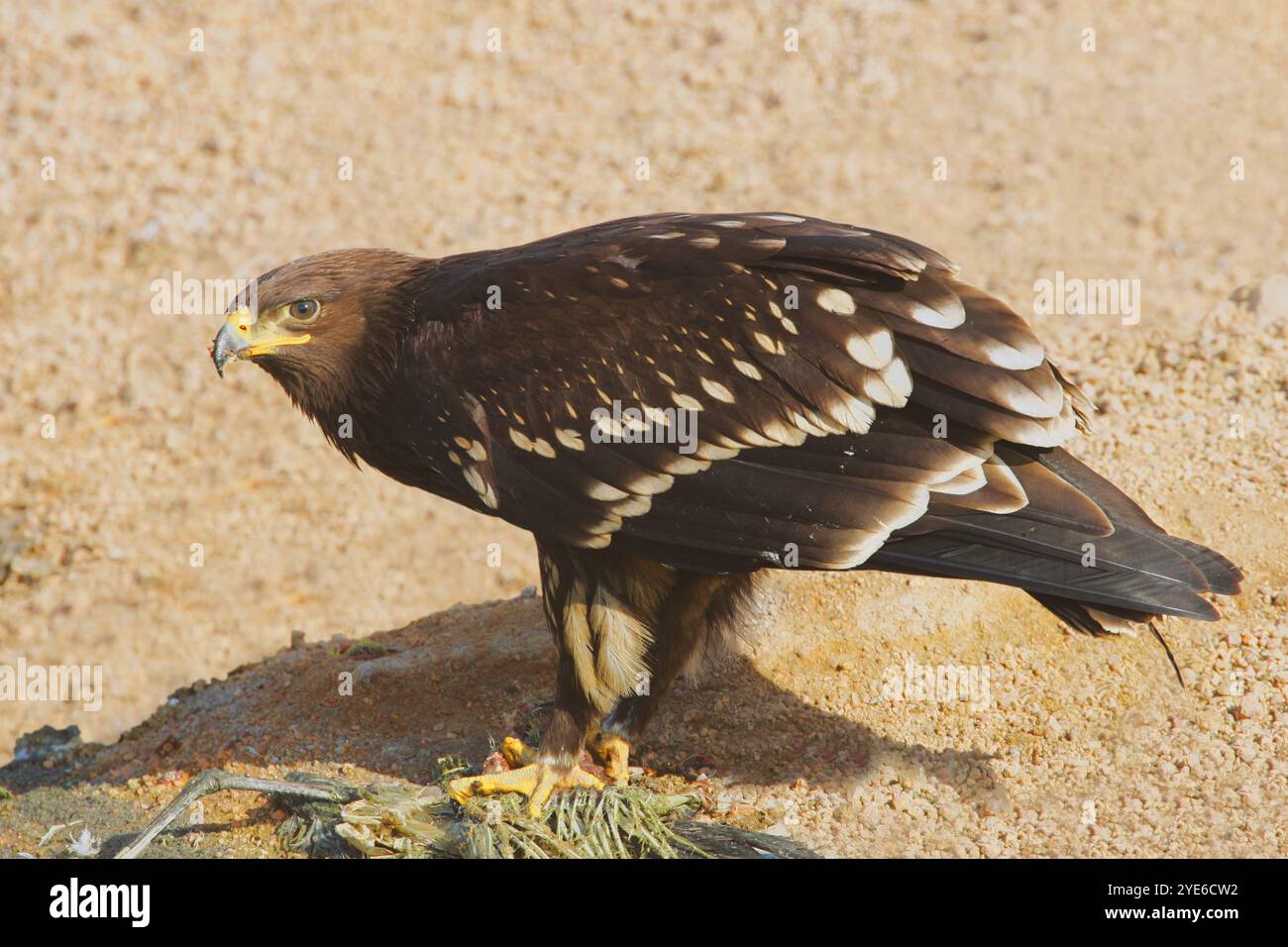 greater spotted eagle, spotted eagle (Aquila clanga, Clanga clanga ...