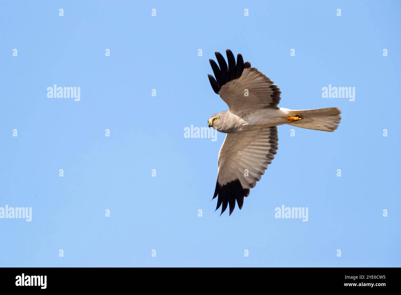 hen harrier (Circus cyaneus), male in flight, Greece Stock Photo - Alamy
