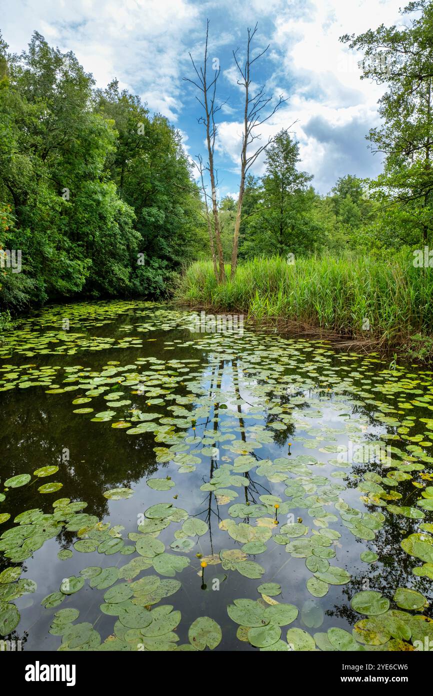 European yellow pond-lily, Yellow water-lily (Nuphar lutea), Pond with ...