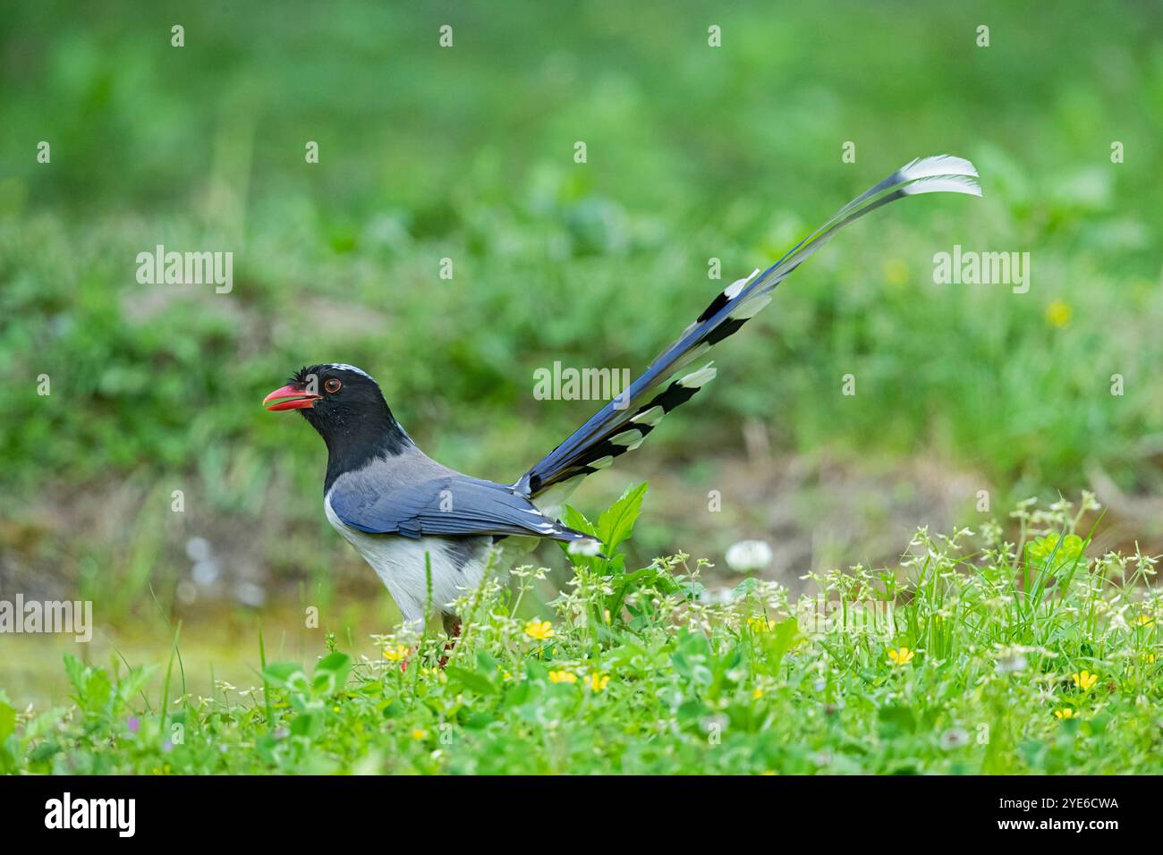 red billed blue magpie (Urocissa erythroryncha, Urocissa erythorhyncha ...