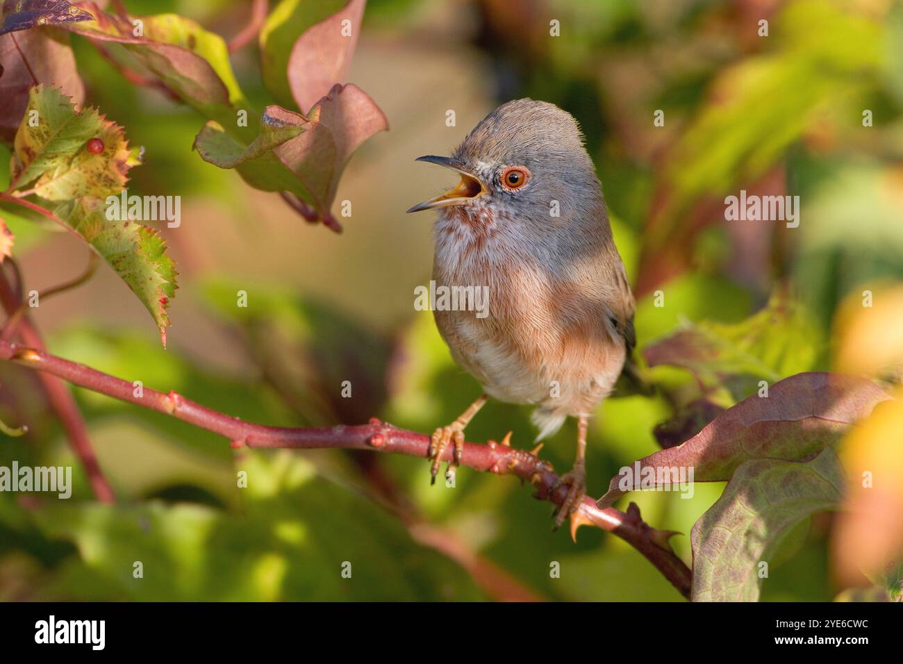 dartford warbler (Sylvia undata, Curruca undata), singing male perches ...