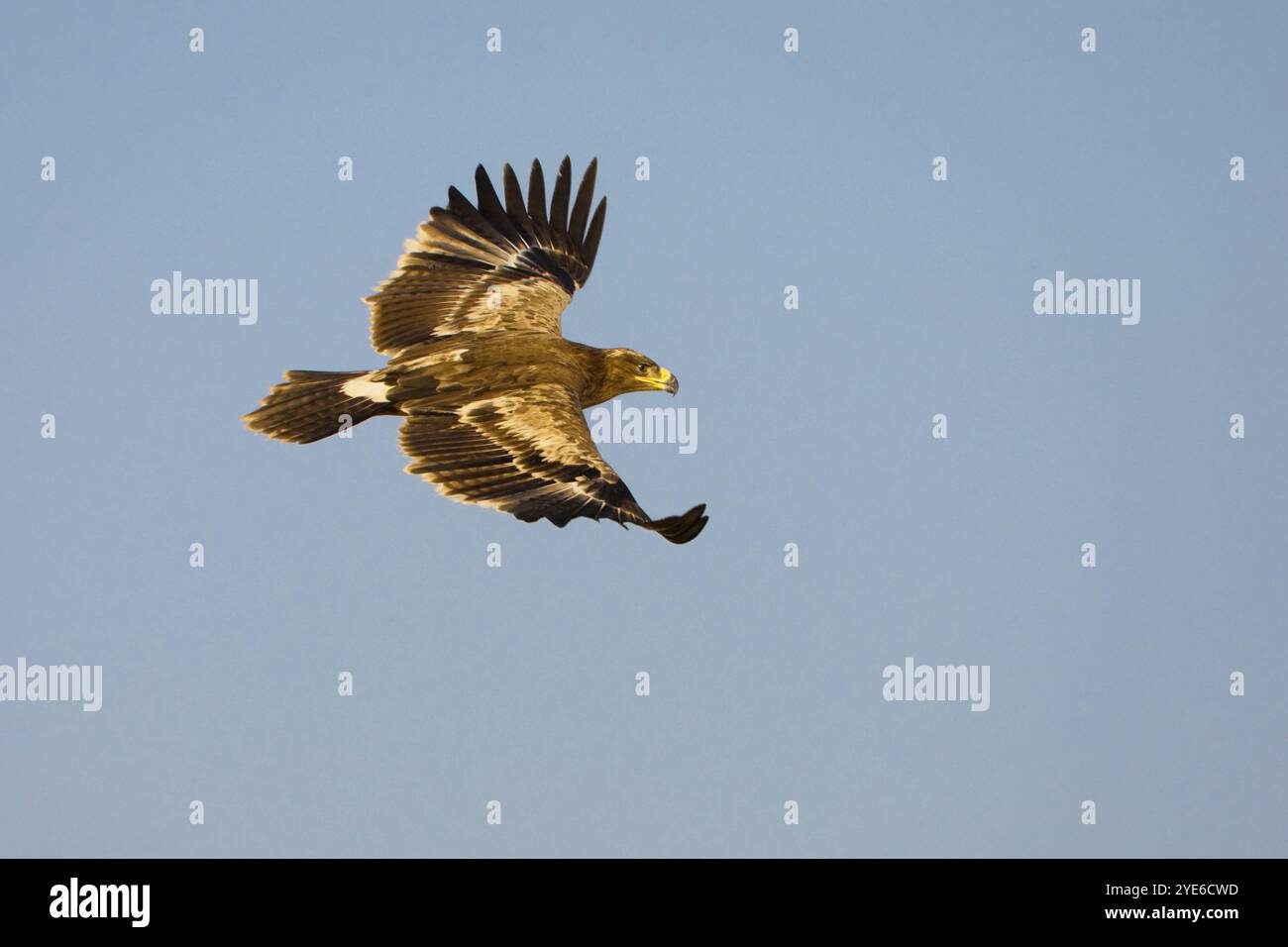 steppe eagle (Aquila nipalensis, Aquila rapax nipalensis), immature ...