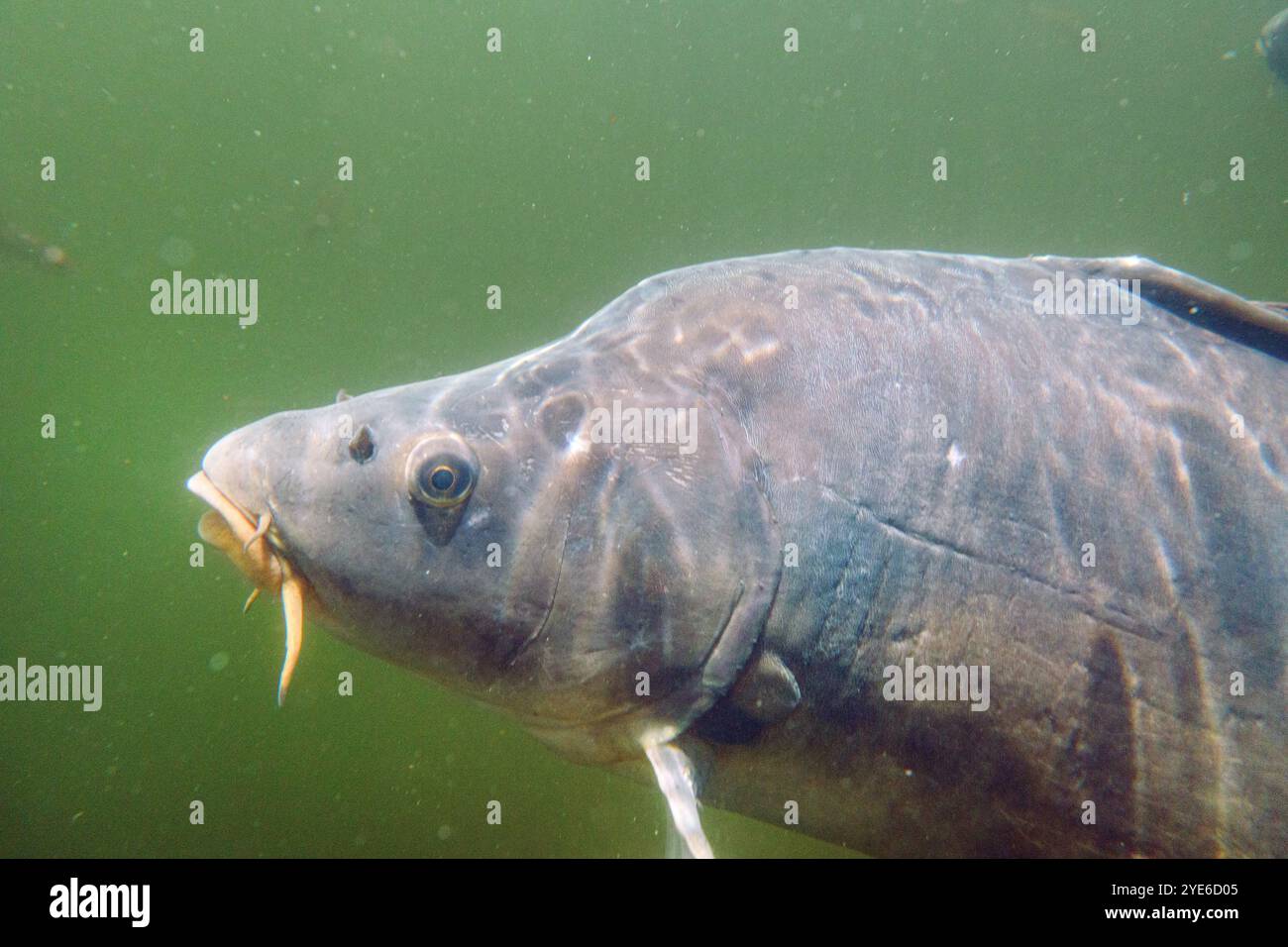 carp, common carp, European carp (Cyprinus carpio), large mirror carp ...