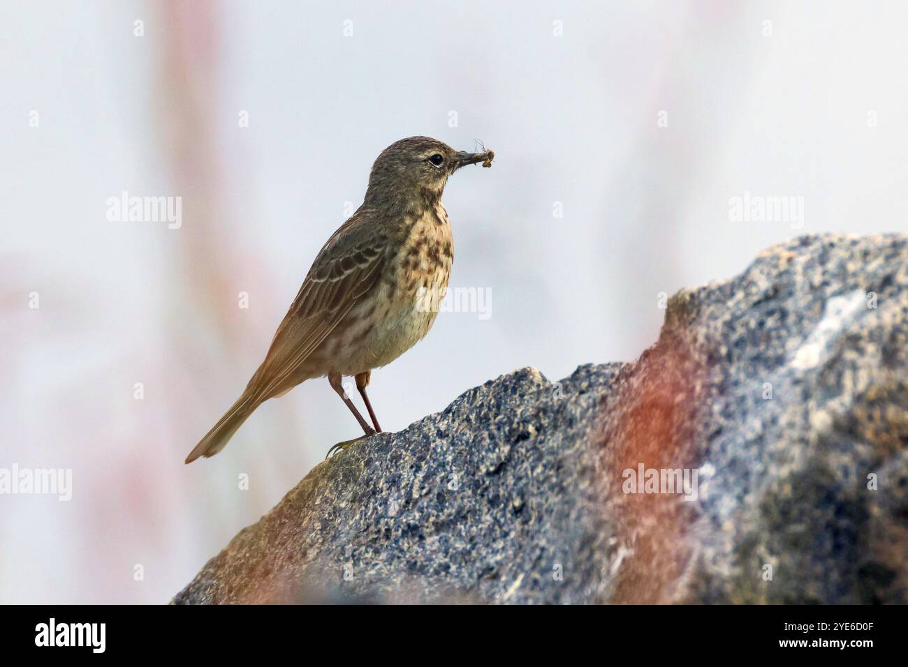Rock pitpit, European rock pipit (Anthus petrosus), standing on a rock ...